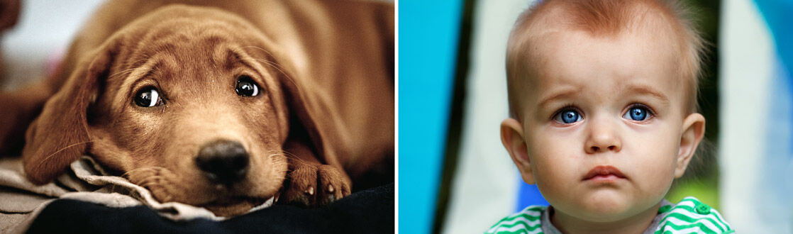 Why Do Dogs Wiggle Their Eyebrows