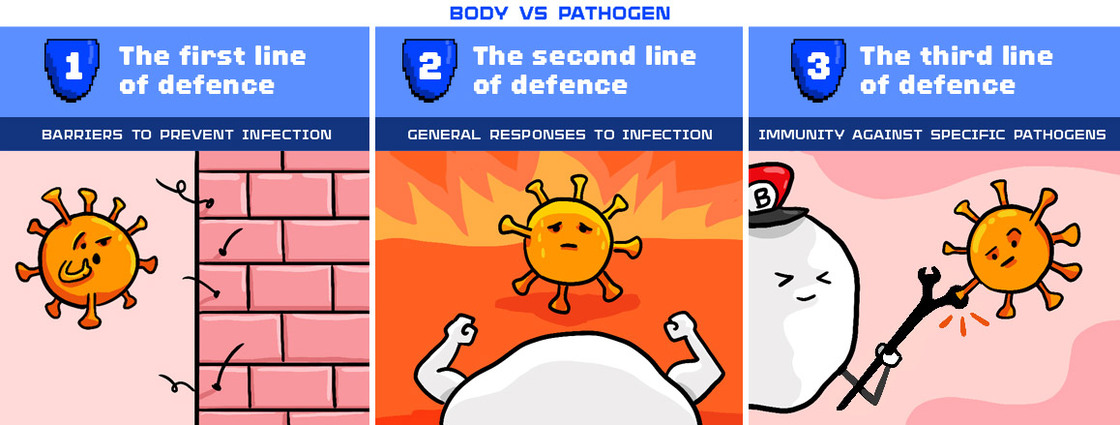 Immune System Defenses